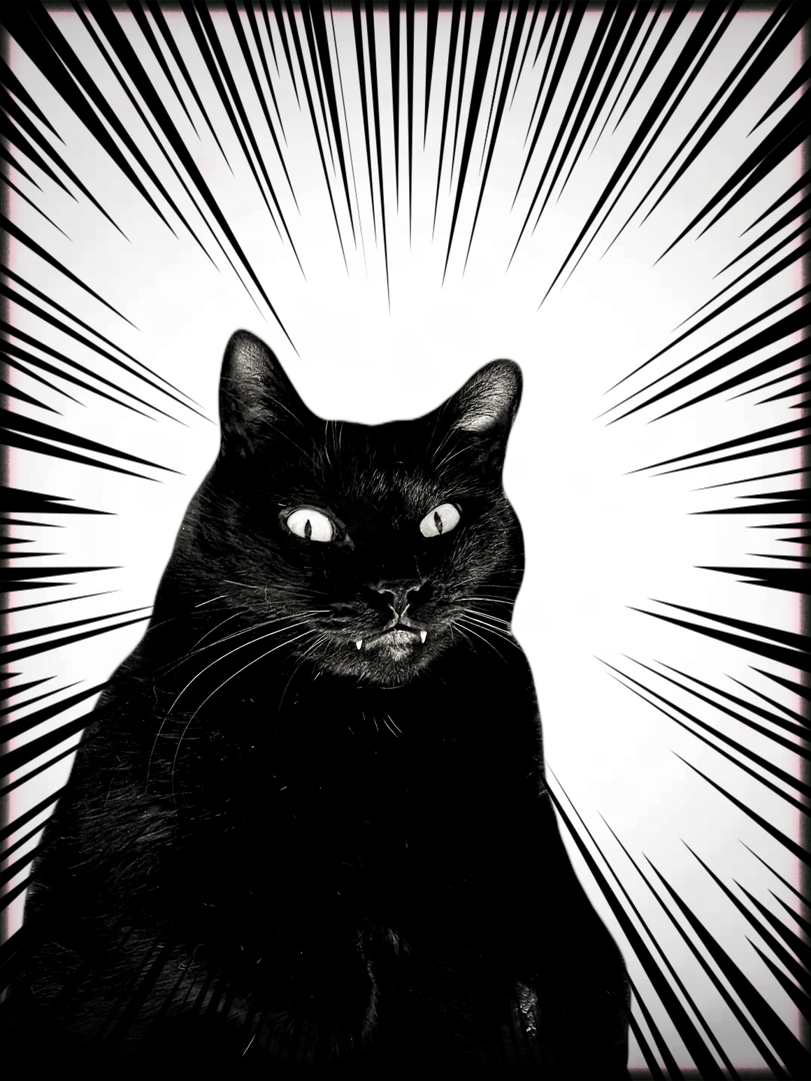 Notso Kitty : Accessories for Cats and Cat Lovers